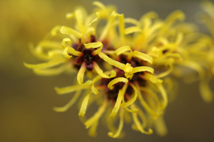Hamamelis liječi kožne bolesti - Ordinacija.hr